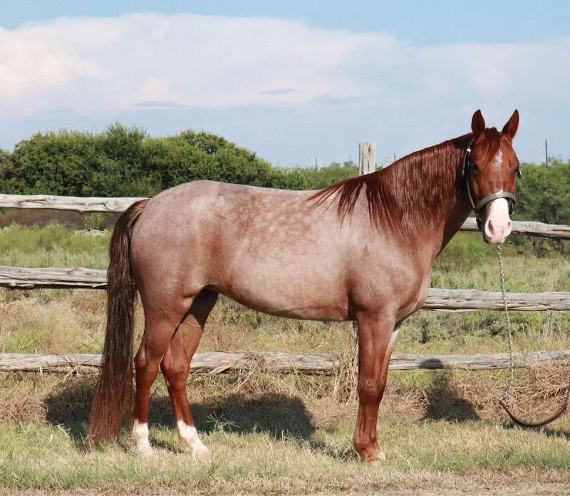 Stunning Gaited Ranch Horse Deluxe 4 Yr Old Missouri Fox Trotter Mare!