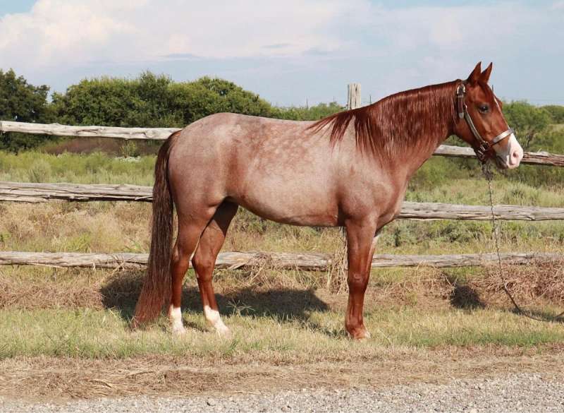 Stunning Gaited Ranch Horse Deluxe 4 Yr Old Missouri Fox Trotter Mare!