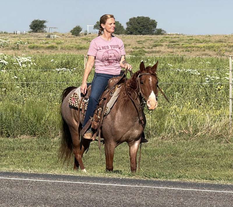 Stunning Gaited Ranch Horse Deluxe 4 Yr Old Missouri Fox Trotter Mare!