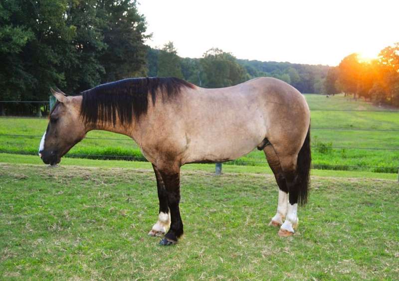 Extra Special Draft Cross Gelding