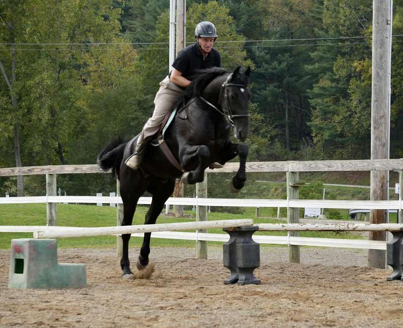 Rizzo - a Total Dream Horse 10 Yr Old Black Friesian Sporthorse Gelding!