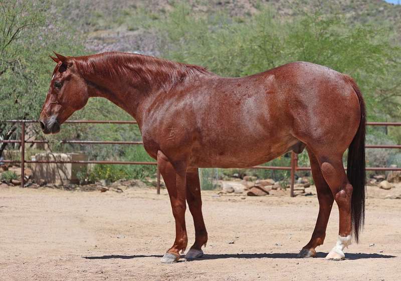 Tumbleweed - the Ultimate Ranch Horse 9 Yr Old Red Roan AQHA Gelding!