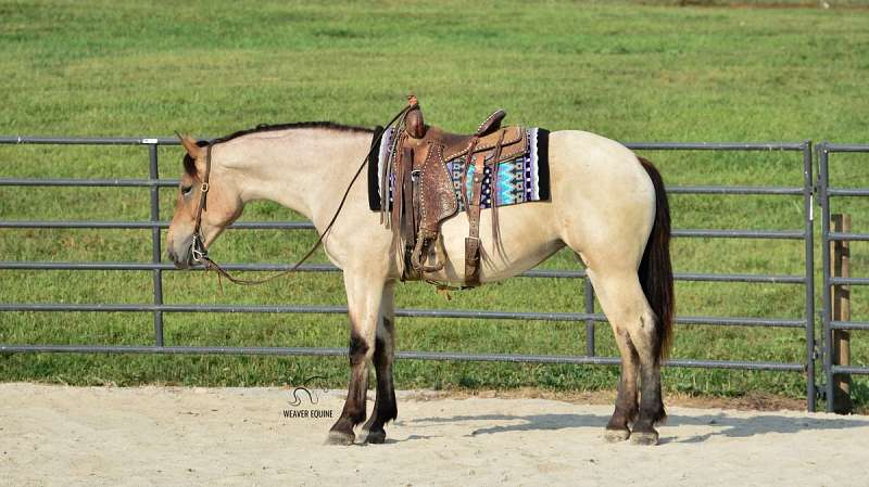 Izzy - Beginner Friendly 4 Yr Old Bay Roan Percheron X QH Mare!