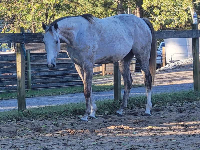 Beautiful Grey OTTB