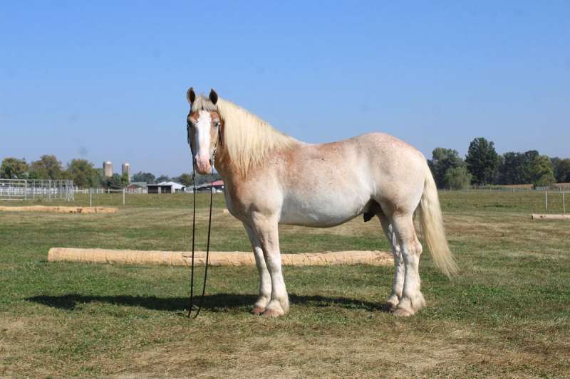 Wow Color Gentle Gelding