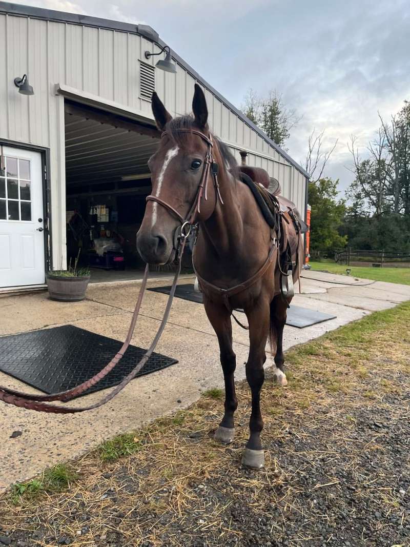 8 Yr Old OTTB Care Lease