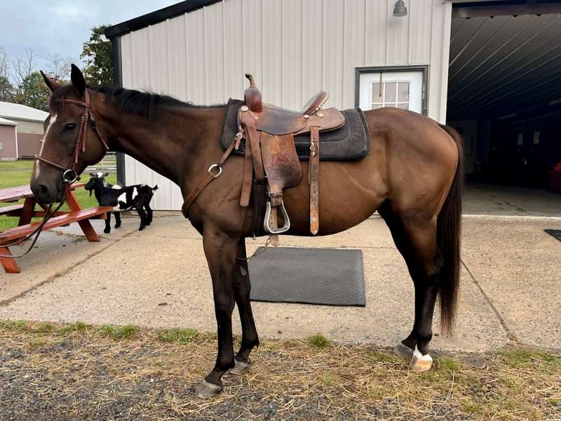 8 Yr Old OTTB Care Lease