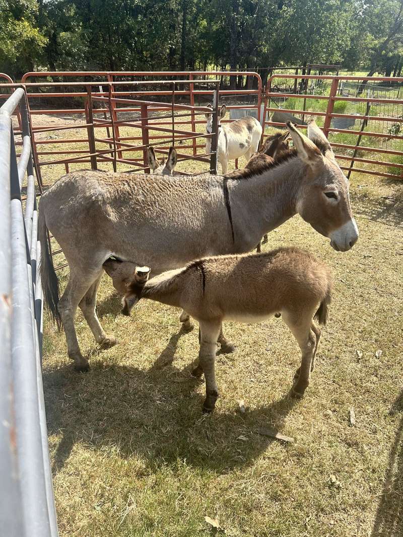 Standard Donkeys for Sale