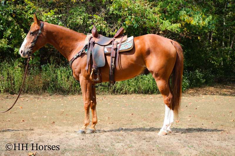 Super Nice AQHA Sorrel Gelding, Shown in Ranch Trail Classes, Gentle
