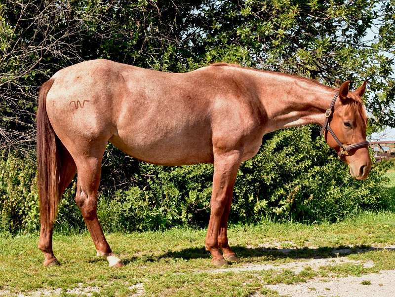 Cash Metal Spark**Metallic Cat Granddaughter