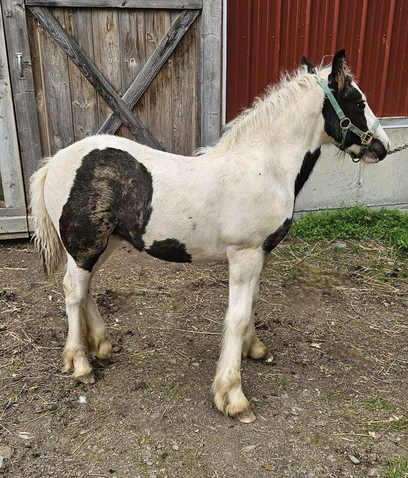 Purebred Gypsy Vanner Filly With Awesome Lines