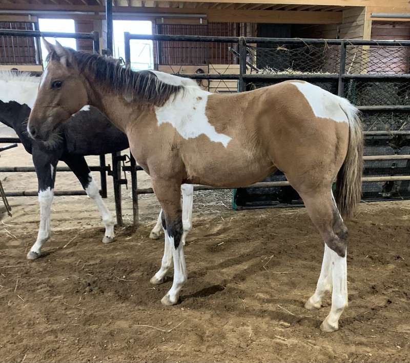 Fancy Double Homozygous Bay Dun APHA Weanling Filly