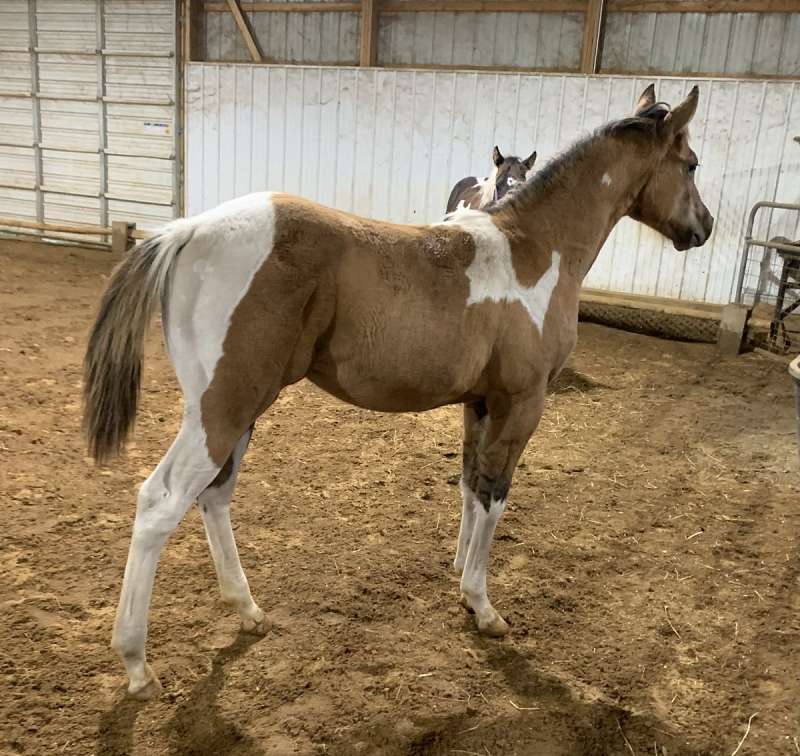Fancy Double Homozygous Bay Dun APHA Weanling Filly