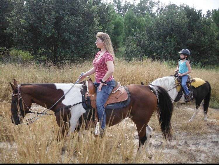 Registered Paint Quarter Horse Mare