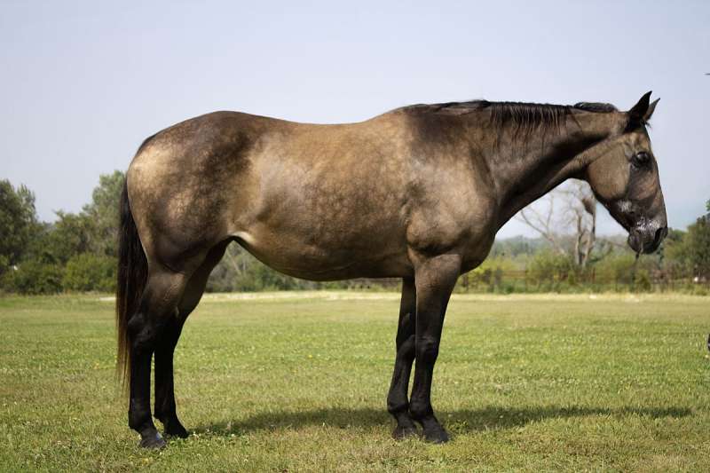 Ultimate Family Horse 11 Yr Old Buckskin Quarter Horse Mare!