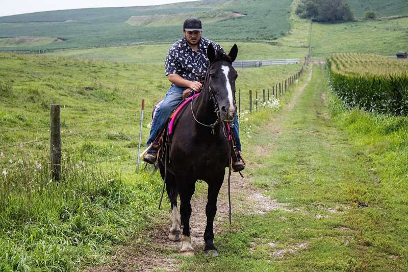 Gentle Trustworthy Kid Safe 13 Yr Old Black Draft Cross Mare!