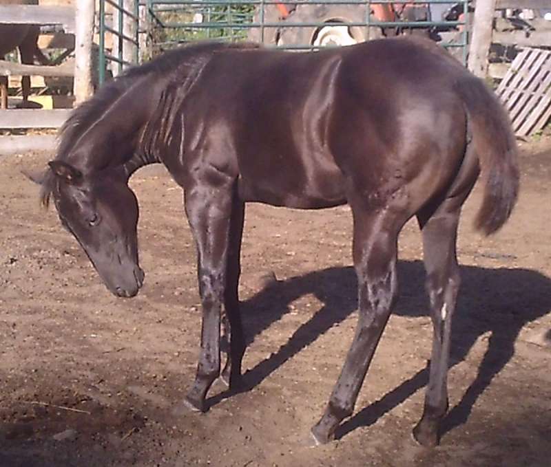 Foundation Breed Black Filly