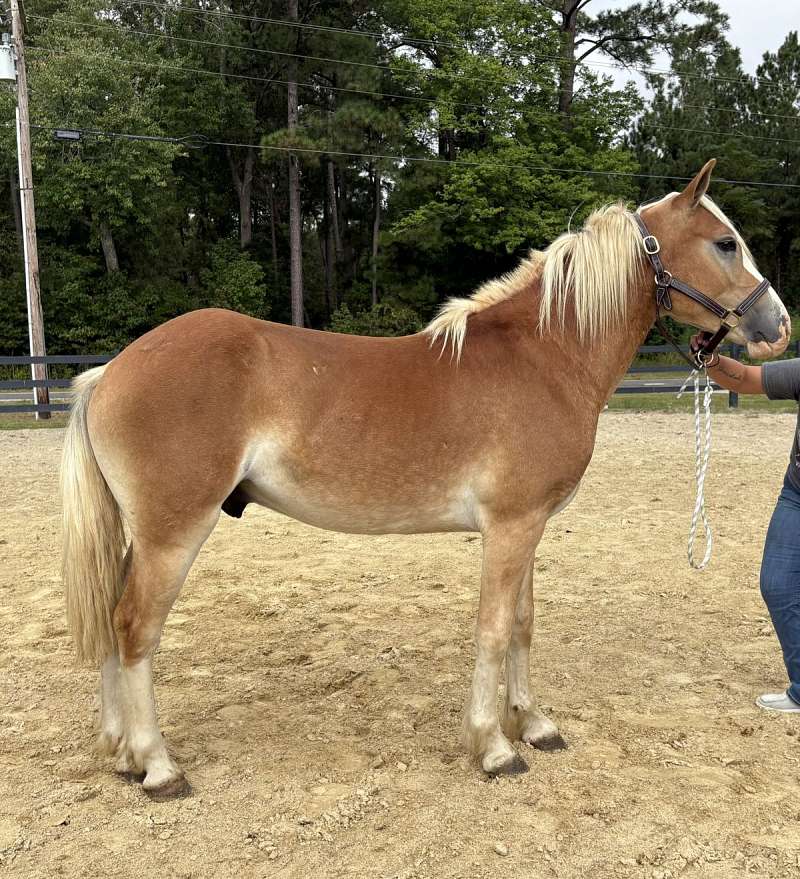 Cute Haflinger Colt