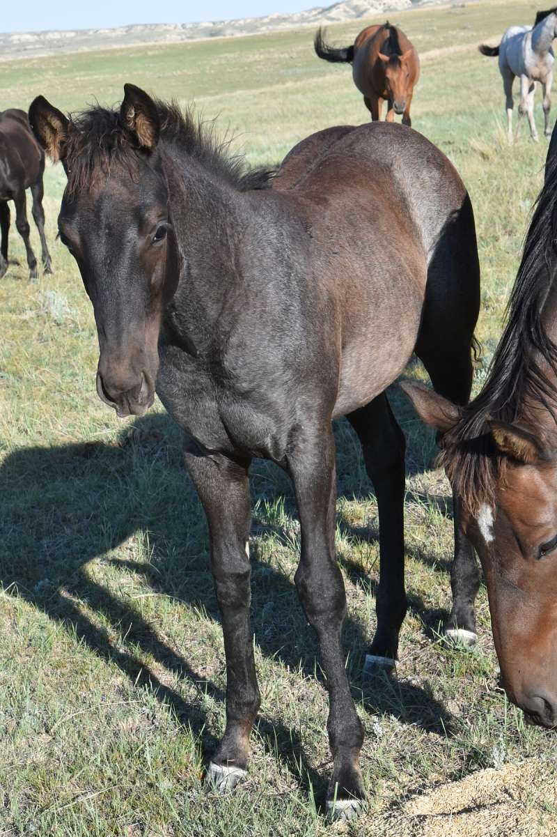 Blue Roan Filly With No White