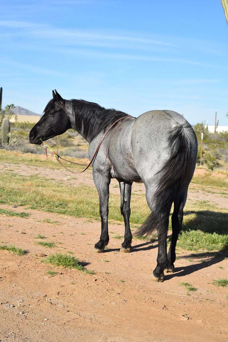 Blue Roan Stallion