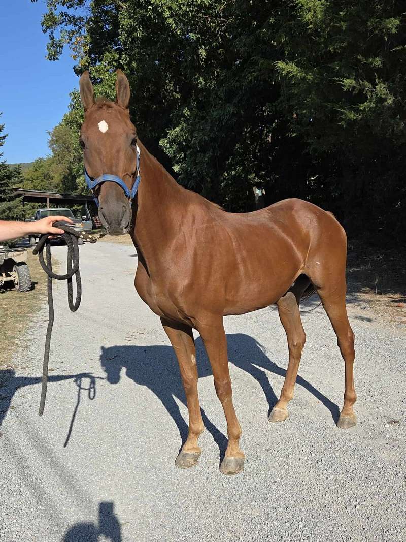 Saddlebred Gelding