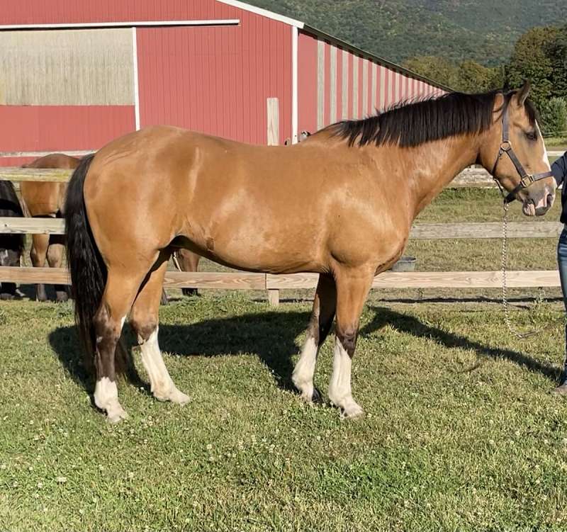 Flashy and Quiet Clydesdale/Quarter Horse Mare