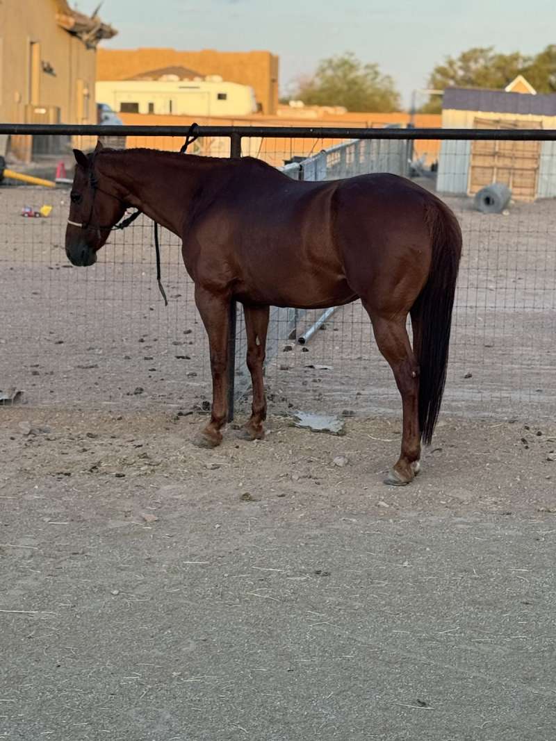 Fancy, Sweet, Gentle AQHA Mare