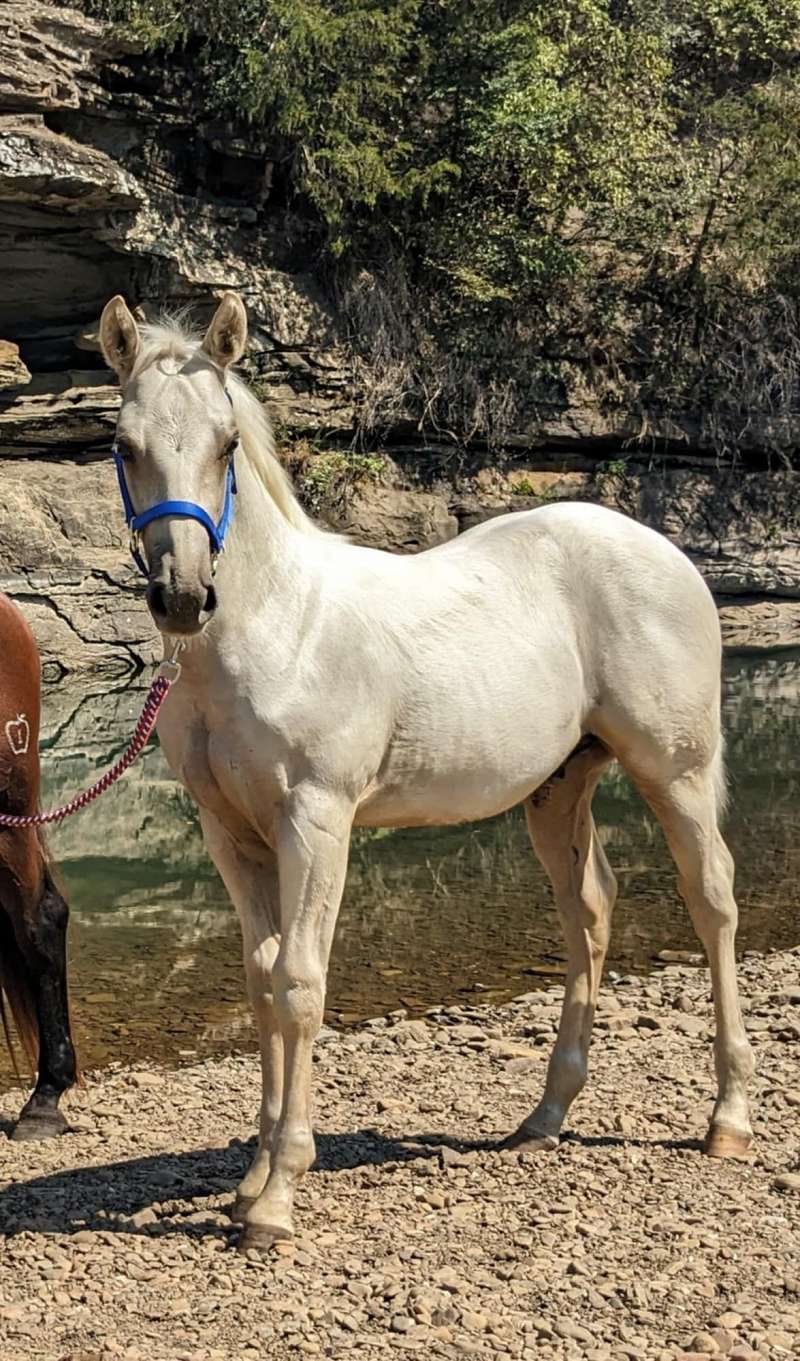 Cow/Ranch/Reining Prospect With Legendary Bloodlines