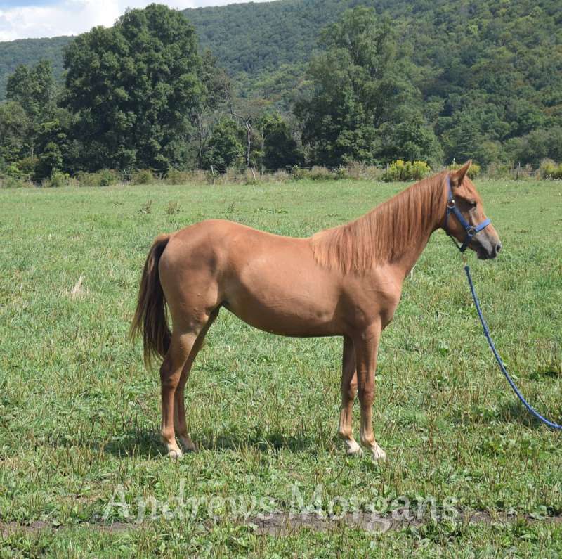 Gorgeous Chestnut Morgan Filly