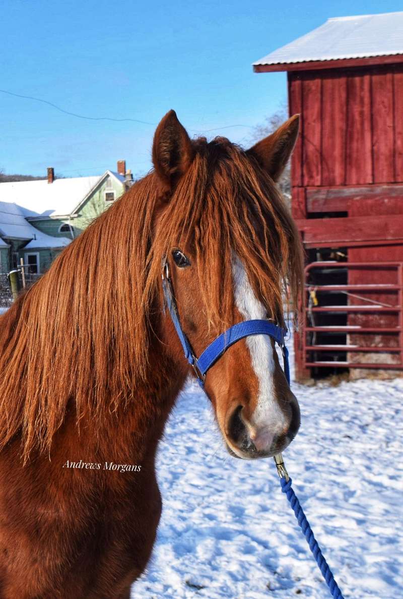 Gorgeous Chestnut Morgan Filly