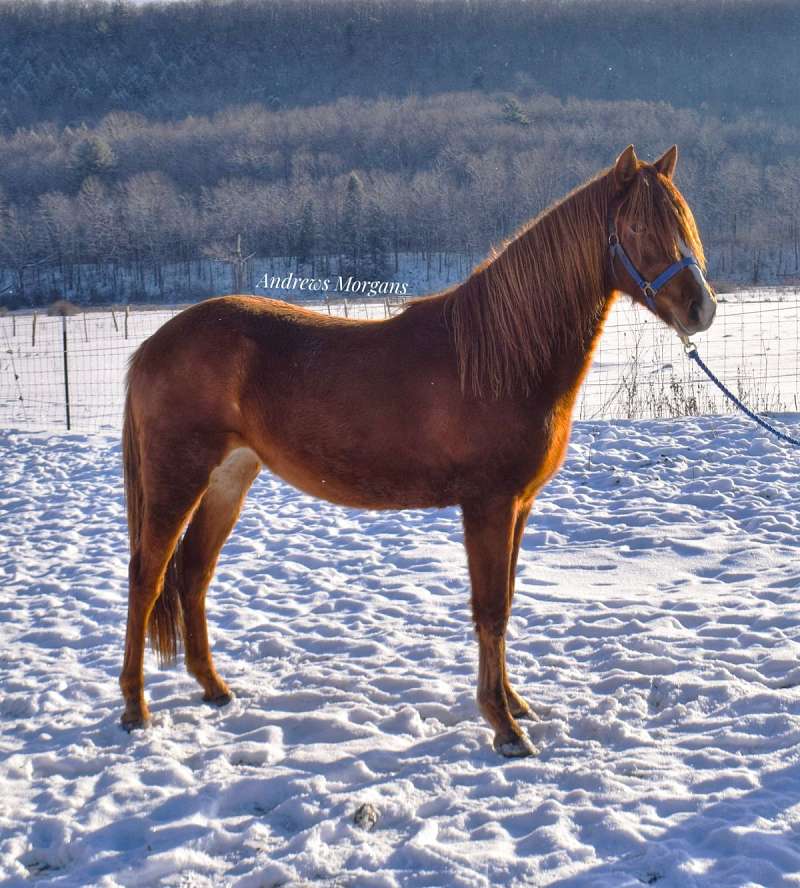 Gorgeous Chestnut Morgan Filly