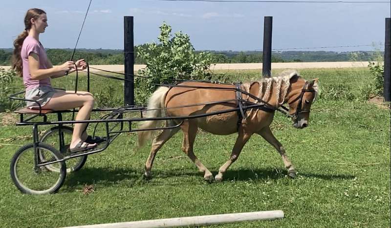 2021 American Miniature Horse Mare