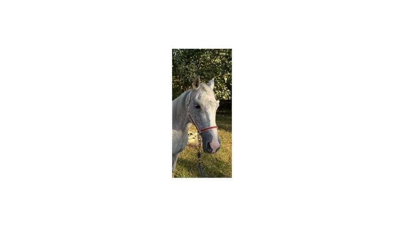 12-Year-Old Speckled White Mare