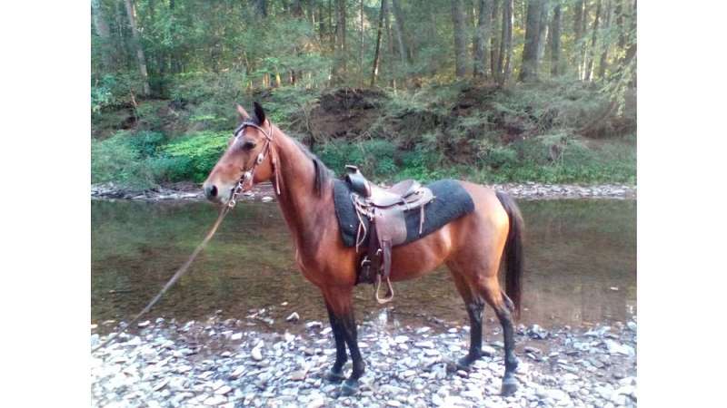 Registered 3-Year-Old Morgan Mare