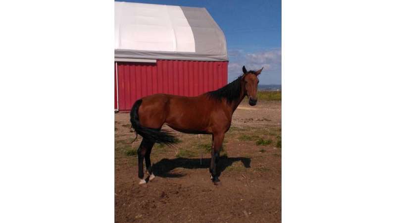 3-Year-Old Bay Mare