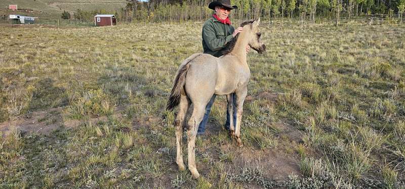 2025 Beautiful Smoky Grulla Roan Filly