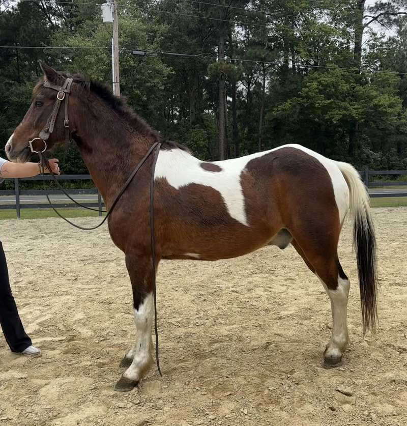 Paint Pony Gelding