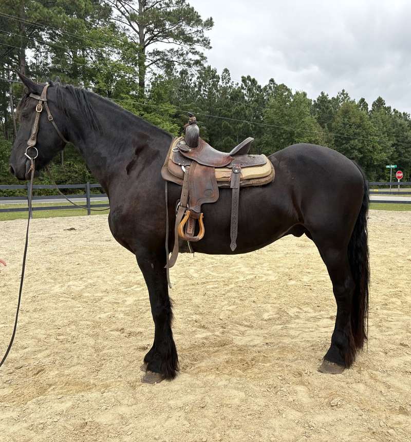 Registered Friesian Gelding