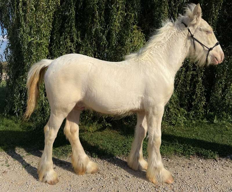 Gitt'n Finger Lickin Good Aka Crisco