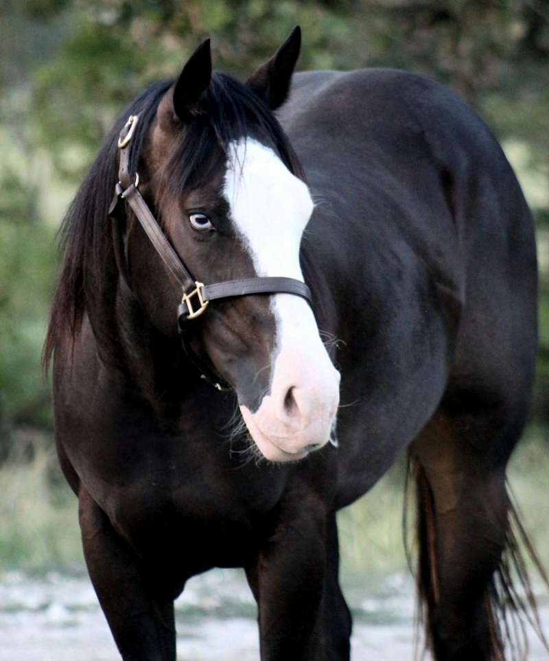 Stunning 2023 AQHA Splash White *Gunner* Filly!
