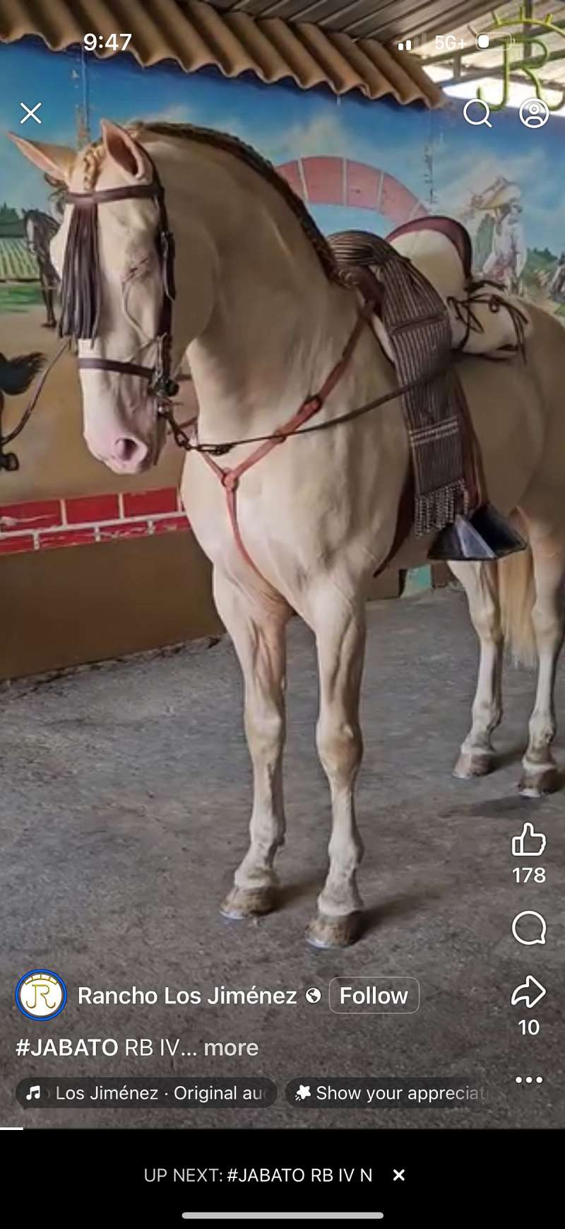 PRE Andalusian Smokey Black Filly Greying