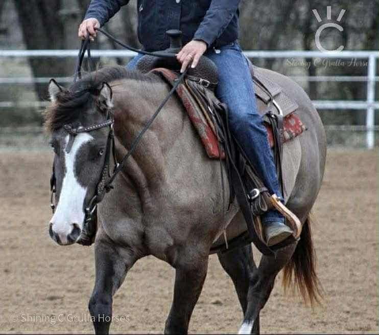 Once in a Lifetime 2018 AQHA Grulla Splash White Mare ~ in Foal!