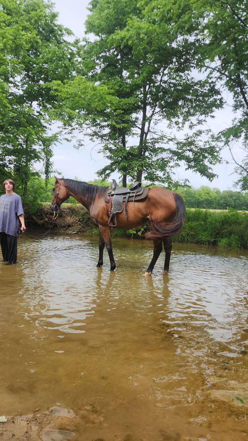 10 Year Old OTTB Mare