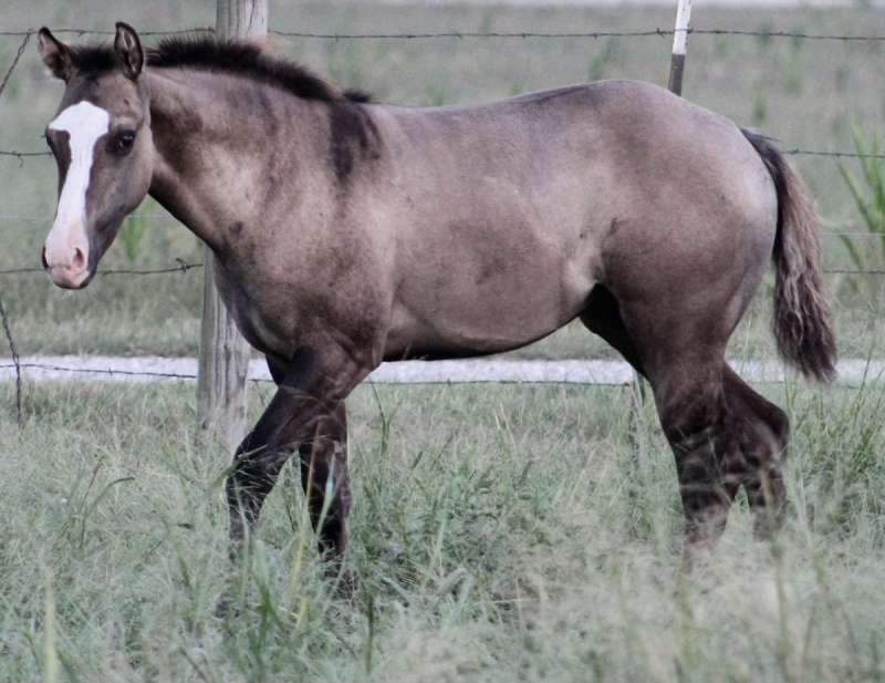 Gorgeous AQHA & APHA Grulla Splash White 1 Filly!