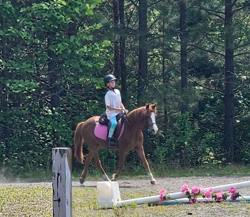 Sophie - Perfect Walk/Trot Pony to Teach Your Kids!