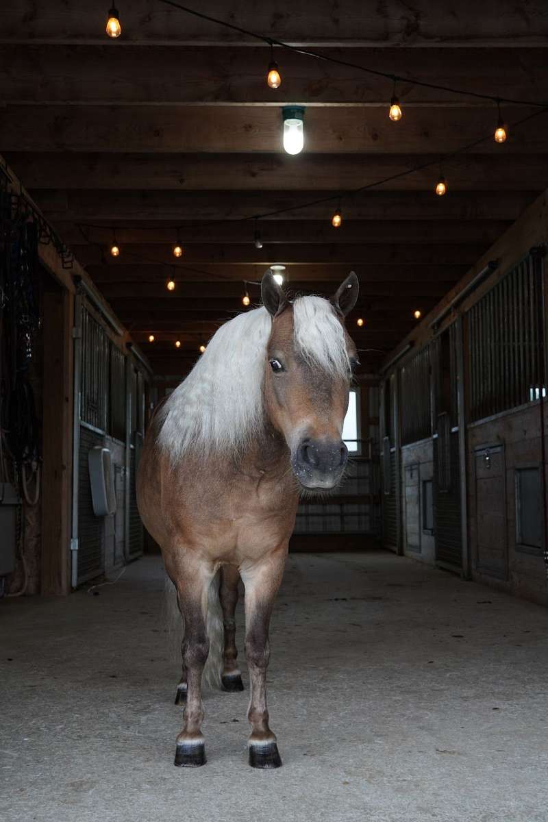 Ranger - Super Sweet & Cute 8 Yr Old Silver Buckskin Pony Gelding!