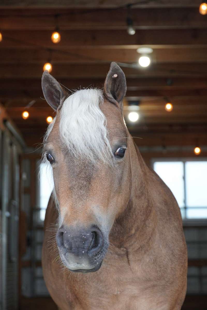 Ranger - Super Sweet & Cute 8 Yr Old Silver Buckskin Pony Gelding!