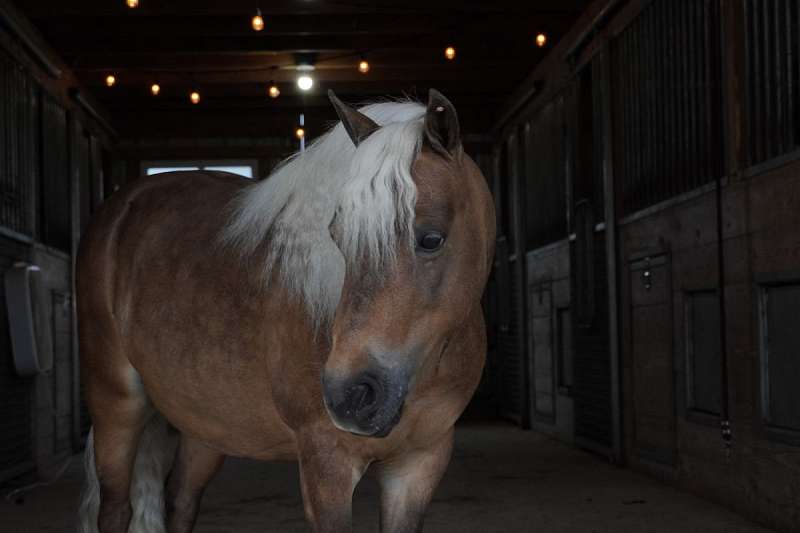Ranger - Super Sweet & Cute 8 Yr Old Silver Buckskin Pony Gelding!