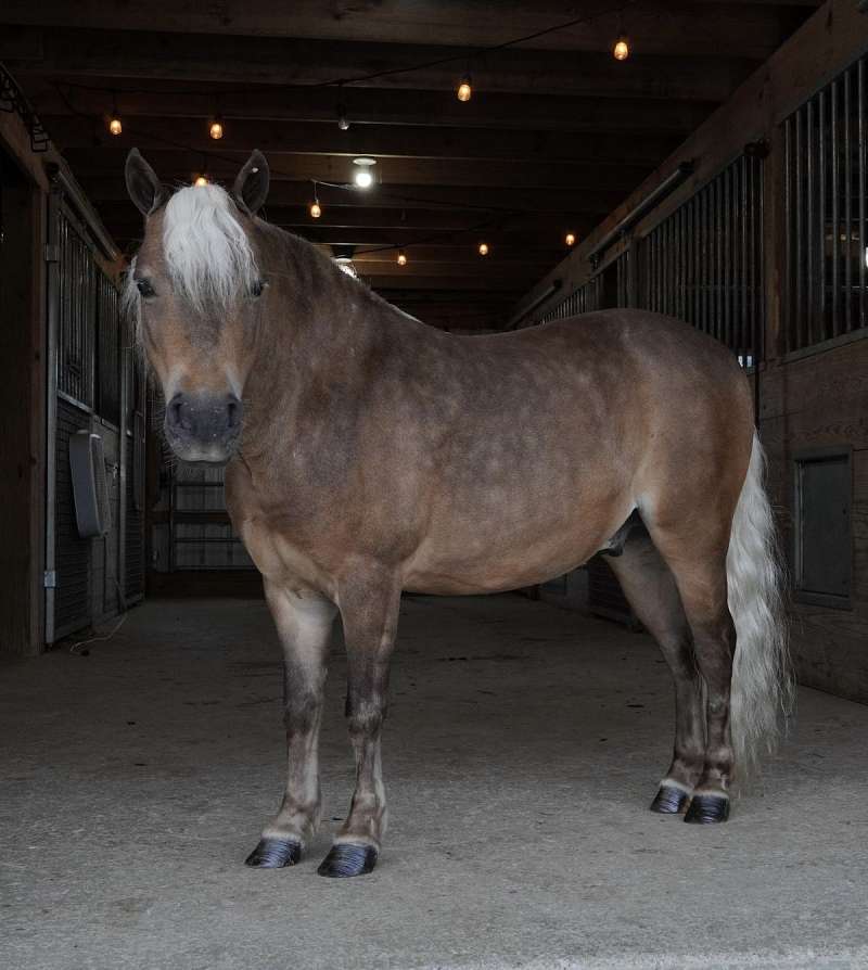 Ranger - Super Sweet & Cute 8 Yr Old Silver Buckskin Pony Gelding!