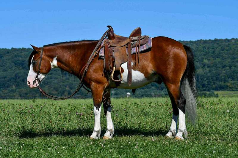 Gunner - Super Cool 5 Yr Old Bay Paint Quarter Pony Gelding!